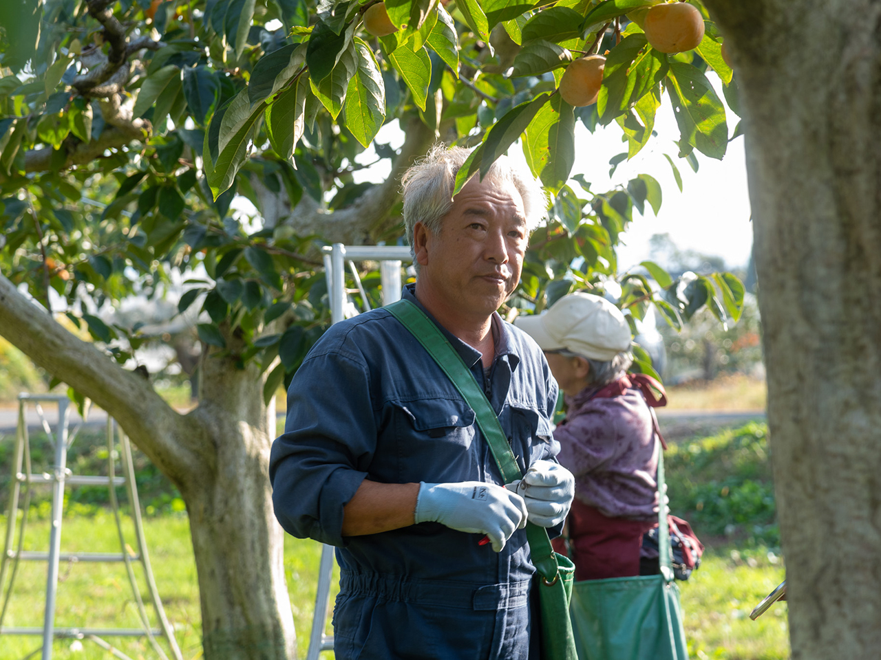 Harvest Experience at a Persimmon Farm in Tsuruoka! ~Agricultural ...